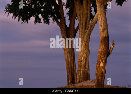 African ebony tree Jackal berry tree Diospyros mesipliformis large ...