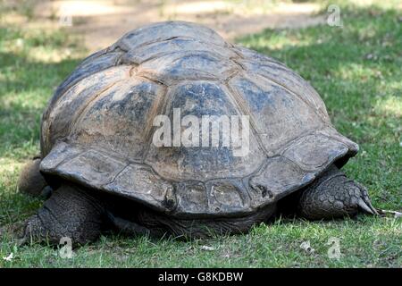 Giant tortoise feeding in a field Stock Photo - Alamy