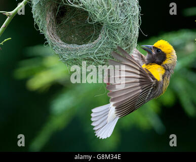 male Baya Weaver bird, (Ploceus philippinus), building pendulum nest, Keoladeo Ghana National ...