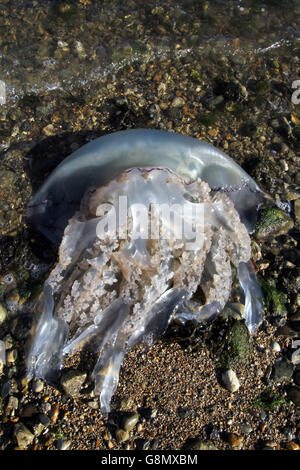 Stranded Barrel Jellyfish on the beach at Harlech in North Wales, UK ...