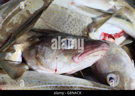 Atlantic cods Gadus morhua Iceland Stock Photo - Alamy