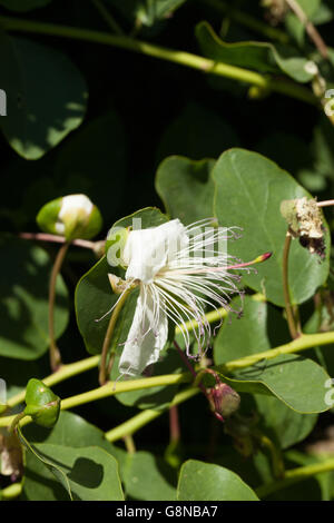 Capparis spinosa, the caper bush, Flinders rose, is a perennial plant ...