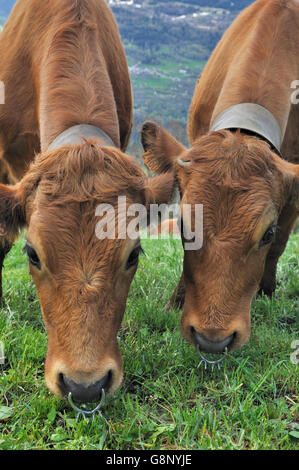 two brown alpine cows in a green pasture in Dolomites area Stock Photo ...