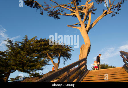 Carmel California old tree and steps to beach abstract in exclusive ...