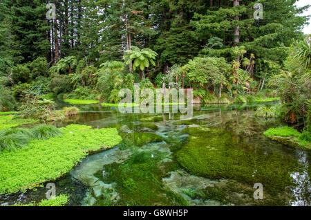Hamurana Springs is the deepest natural fresh water spring on the North ...