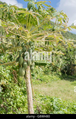 Papaya tree and bunch of fruits. Green papaya fruit on the tree ...