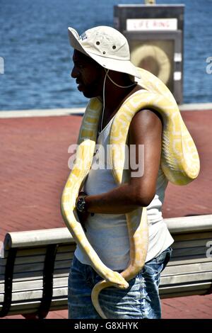 A man with a large python over his shoulders walking around the ...