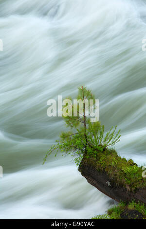 Dillon Falls with Ponderosa pine along Deschutes River Trail, Deschutes ...