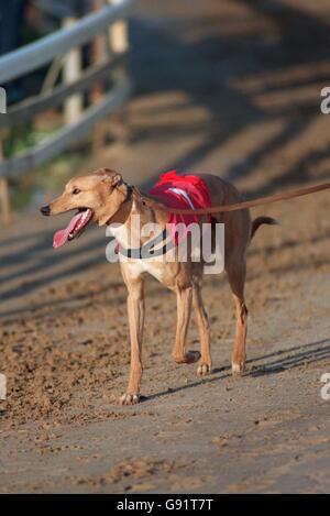 Nottingham Greyhound Racing Stock Photo - Alamy
