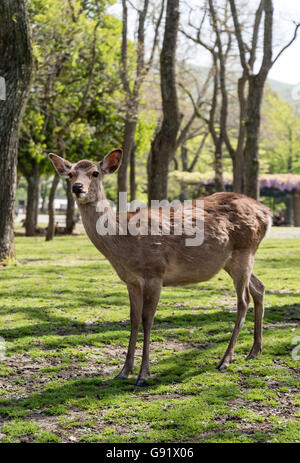 Tame spotted (sika) deer in Nara Park, Japan Stock Photo - Alamy