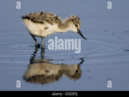 Avocet Chick. Recurvirostra avosetta Stock Photo - Alamy