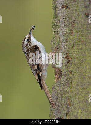 Common treecreeper Certhia familiaris, adult flying, Suffolk, England ...