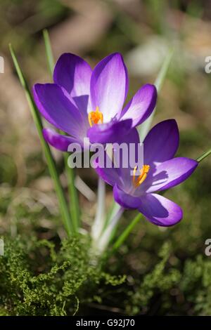Crocus (Crocus tommasinianus Stock Photo - Alamy
