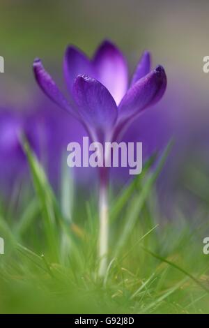 Woodland crocus (Crocus tommasinianus Stock Photo - Alamy