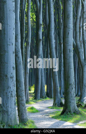 Common Beeches, Beech forest, Nienhagen, Mecklenburg-Western Pomerania ...