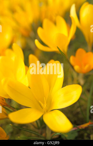 Yellow Crocus, (Crocus flavus, Crocus aureus Stock Photo - Alamy