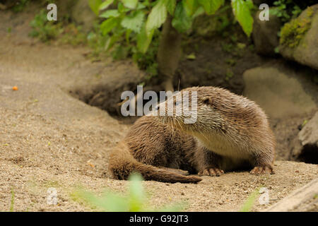 European River Otter, young, (Lutra lutra Stock Photo - Alamy