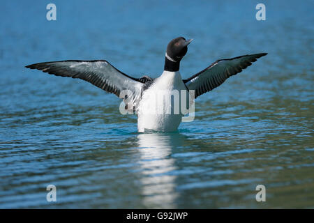 Common Loon Flapping Wings Stock Photo - Alamy