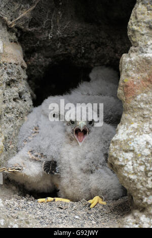 Common Kestrel, chicks in nesting hole, (Falco tinnunculus Stock Photo ...