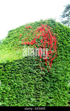 Tropaeolum speciosum,flame creeper,red,flowers,climbing,plant,climber ...