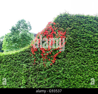 Tropaeolum speciosum,flame creeper,red,flowers,climbing,plant,climber ...