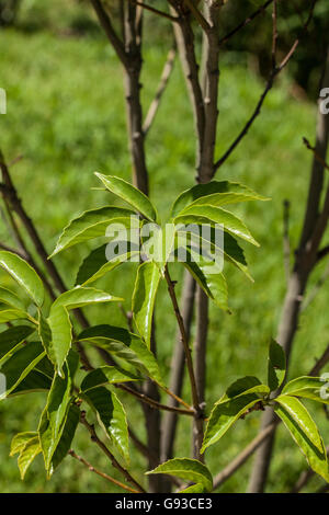 ring-cupped oak (Quercus glauca Stock Photo - Alamy