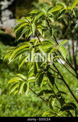 ring-cupped oak (Quercus glauca Stock Photo - Alamy