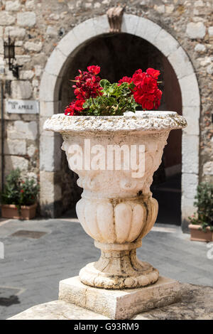Red flowers in a stone pot in front of historic buildings and cypress ...