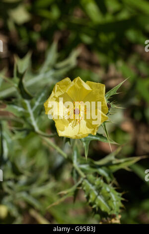 Argemone mexicana L Argemone mexicana L Stock Photo - Alamy