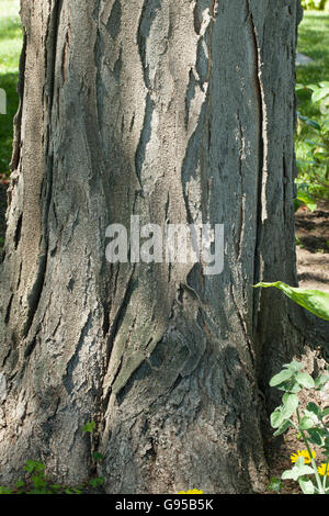 Gleditsia triacanthos trunk close up Stock Photo - Alamy