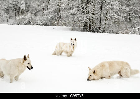 A group of wolves playing Stock Photo - Alamy