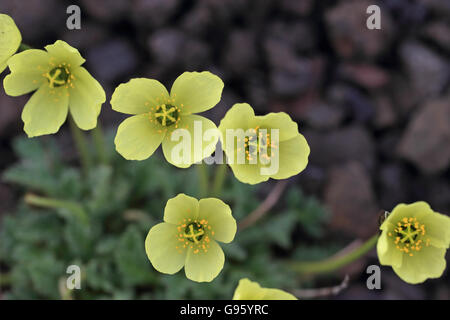 Arctic Poppy Papaver radicatum Iceland Stock Photo - Alamy