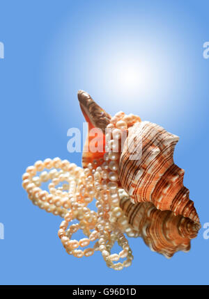 Seashell with beautiful pearl necklace on white background Stock Photo ...