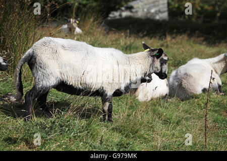 Badger Face Torddu sheep resting Elan Valley Powys Wales UK September ...