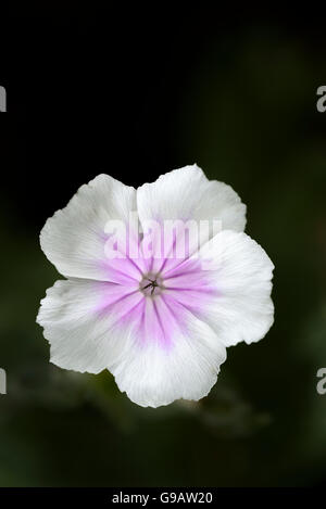 A Border of Pink Lychnis Coronaria & White Alba' (Rose Campion) Flowers ...