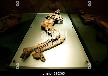 History Exhibition Ireland - Bog bodies exhibition Stock Photo ...
