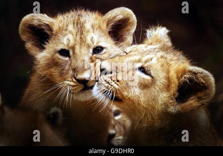 New born Lion Cubs Edinburgh Stock Photo - Alamy