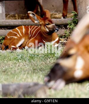 Bongo Chester zoo Stock Photo - Alamy