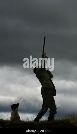 Grouse shooting season preview Stock Photo - Alamy