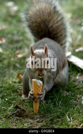 A squirrel enjoys an ice cream in St James Park in London Stock Photo ...