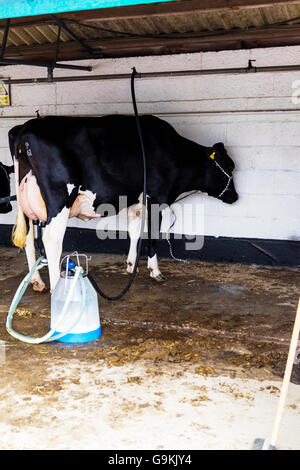 Milking machine drawing from udder on dairy cow in Costa Rica Stock ...