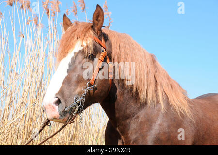 Breton Horses / Draft Horse, Draught Horse, harness Stock Photo - Alamy