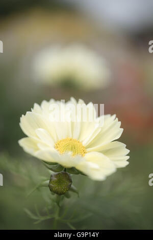 Yellow Cosmos Background. (Beautiful yellow flower background Stock ...