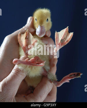 Four legged duck. Stumpy, a four-legged duckling at Warrawee Duck Farm ...