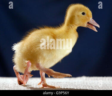 Four legged duck. Stumpy, a four-legged duckling at Warrawee Duck Farm ...