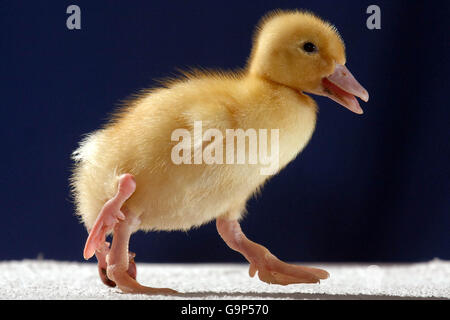 Four legged duck. Stumpy, a four-legged duckling at Warrawee Duck Farm ...