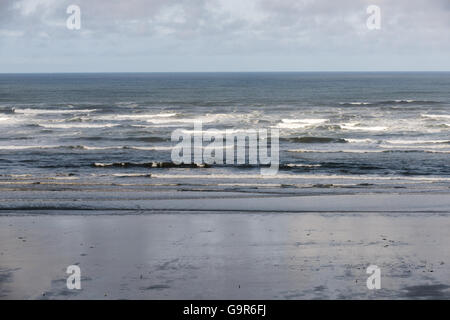 People digging for clams on the Washington coast Stock Photo - Alamy