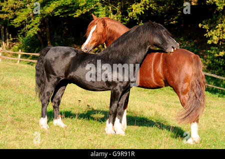 Welsh Ponies, stallions / Welsh Pony of Cob Type, section C, Welsh Cob ...