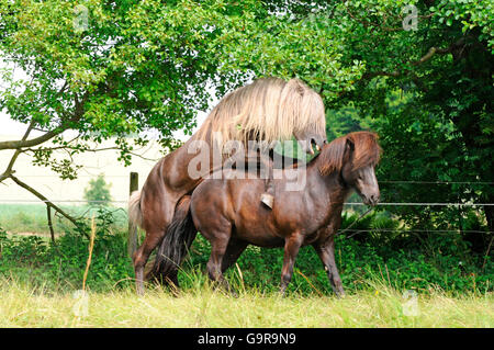 Mare and stallion horses mating Stock Photo - Alamy