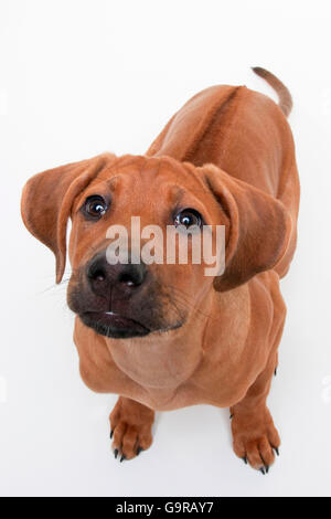Rhodesian Ridgeback, male, puppy, 12 weeks / Fisheye lens Stock Photo ...